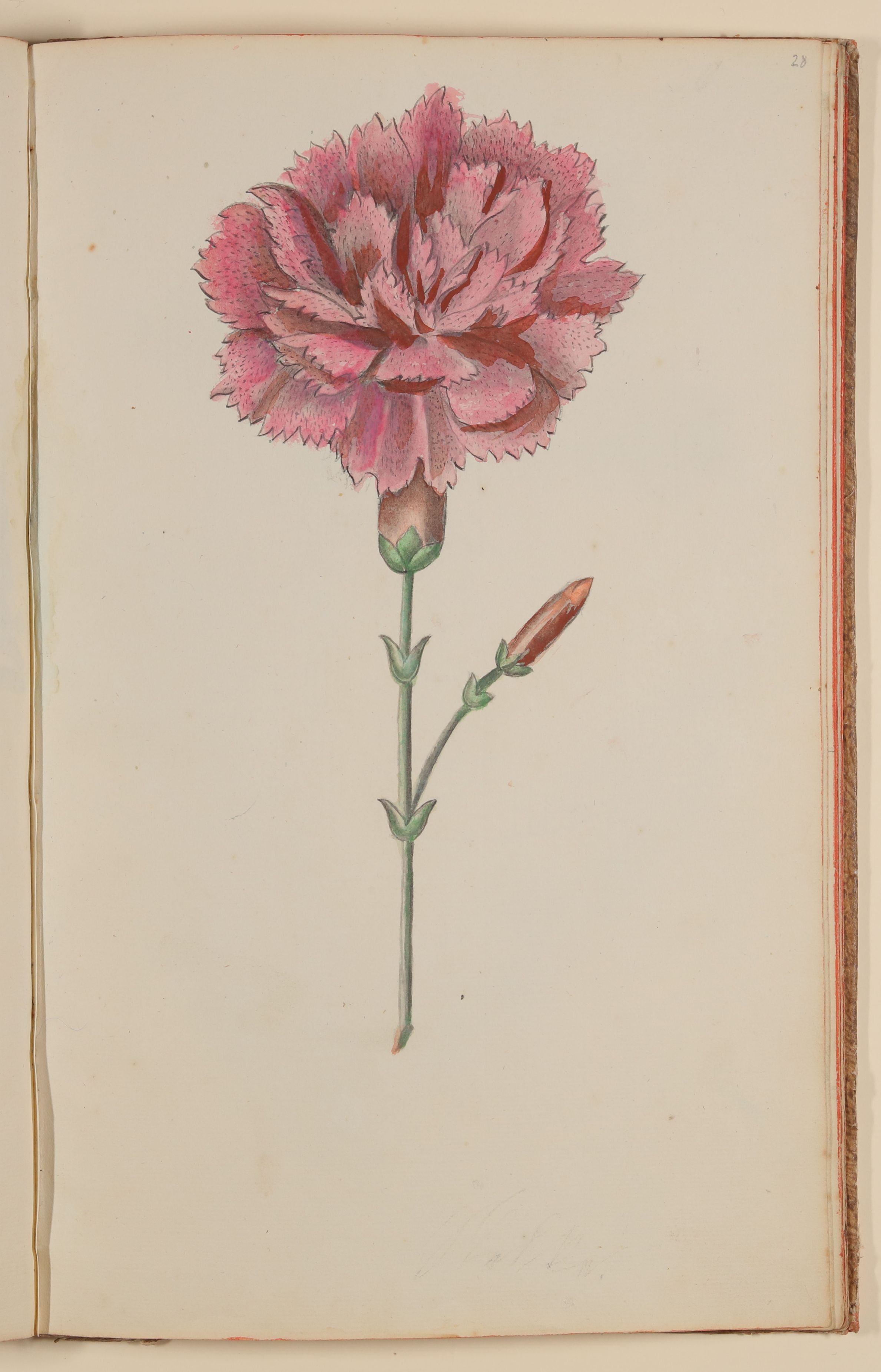 Nelke [aus einem Skizzenbuch der Marianne Franziska Seiffert von ...