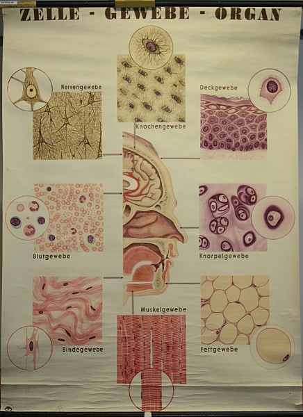 Zelle - Gewebe - Organ :: Krankenhausmuseum Bielefeld :: museum-digital ...